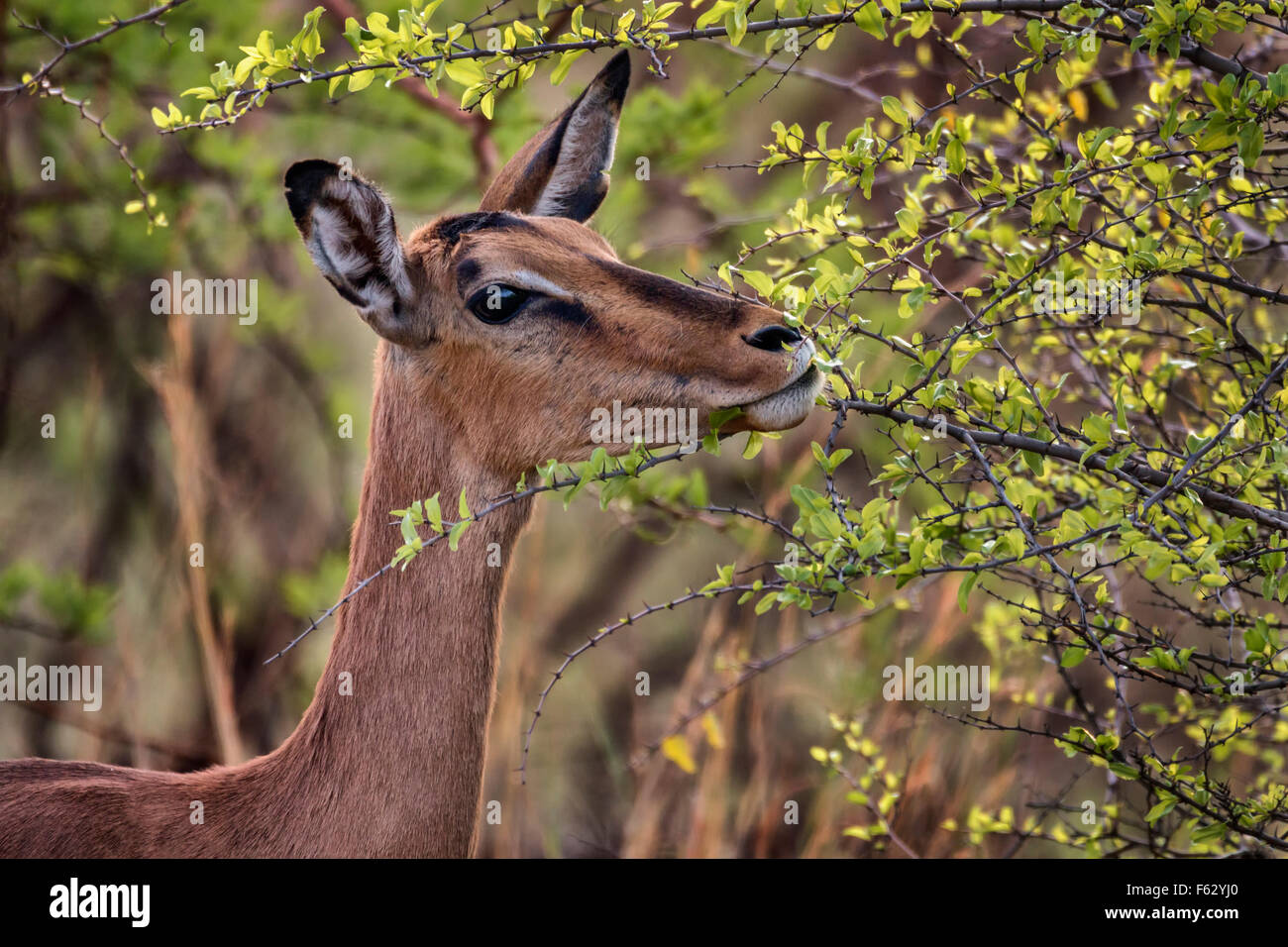 Impala eating hi-res stock photography and images - Alamy