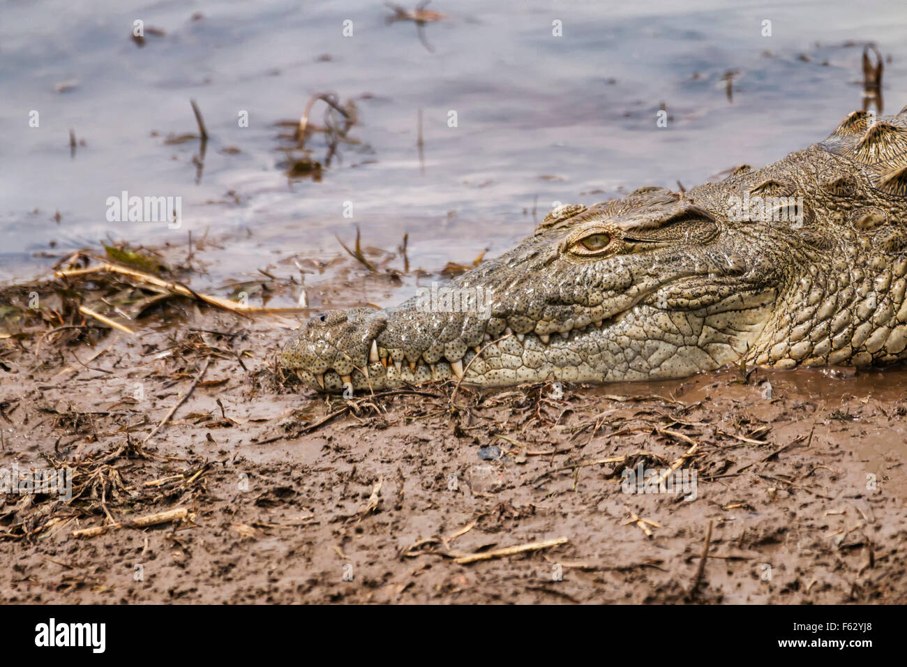 African crocodile hi-res stock photography and images - Alamy