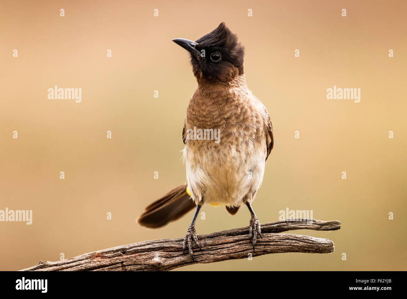 Tiptol hi-res stock photography and images - Alamy