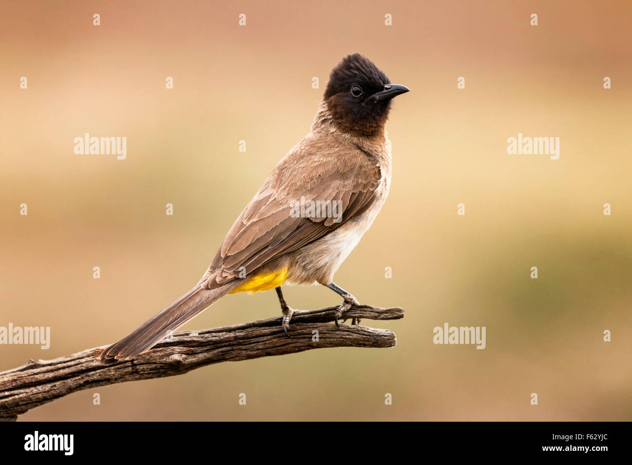Black eyed Tiptol Stock Photo - Alamy