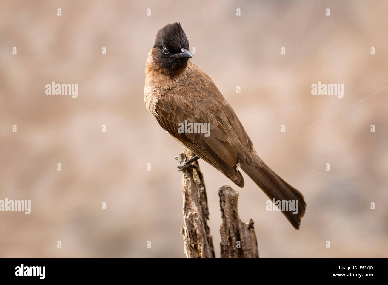 Black eyed Tiptol Stock Photo - Alamy