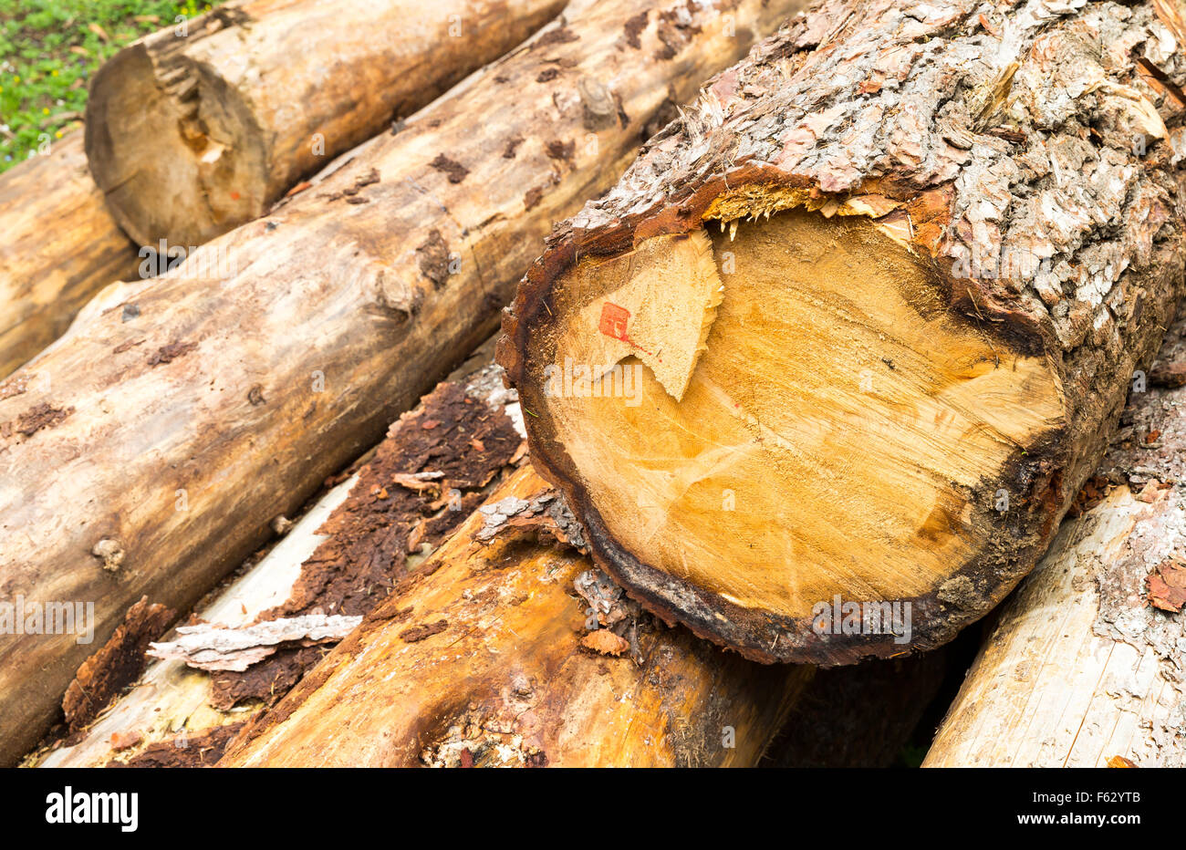 Pile of cut tree trunks Stock Photo - Alamy