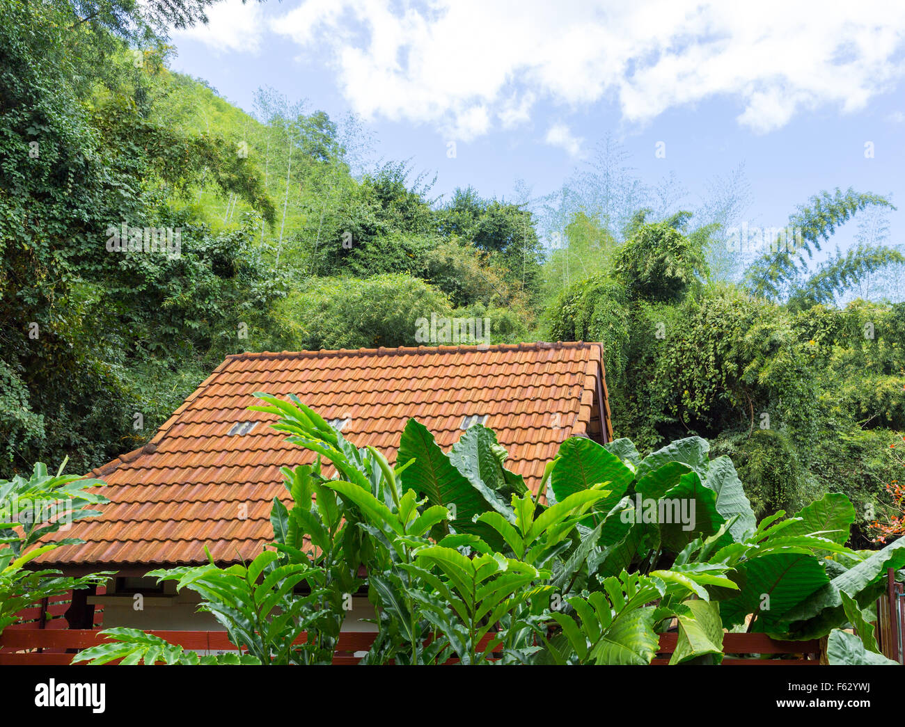 Roof of the tropical house and palm trees Stock Photo - Alamy