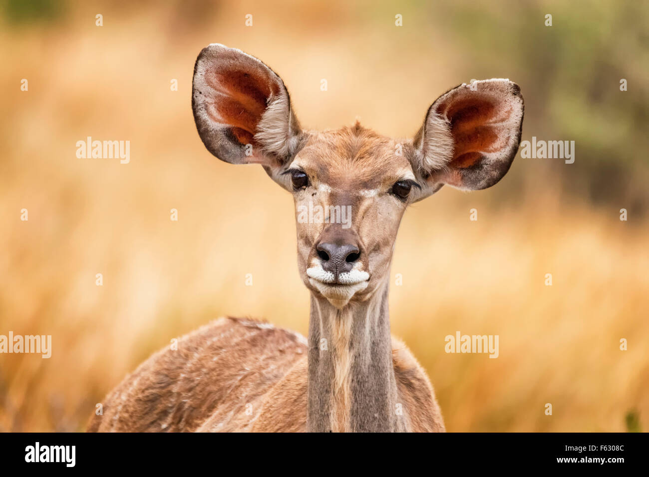 Cow with big ears hi-res stock photography and images - Alamy