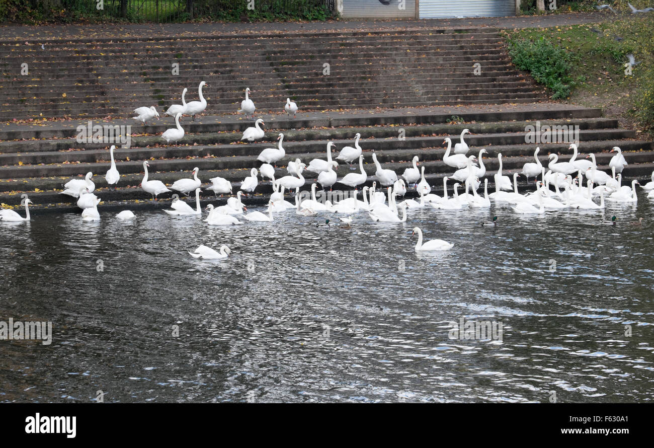 Swans on the River Severn at Worcester in England Stock Photo - Alamy