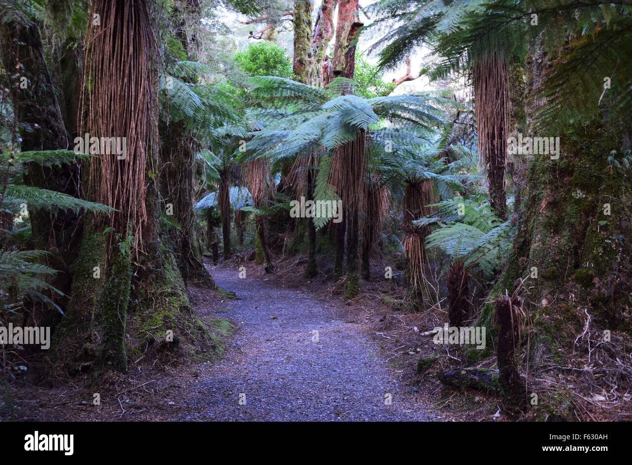 Scenic path through a rainforest in New Zealand, beautiful walking ...