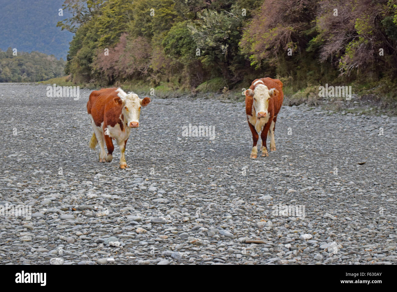 Cows wandering around in a beautiful location near a waterfall in New ...
