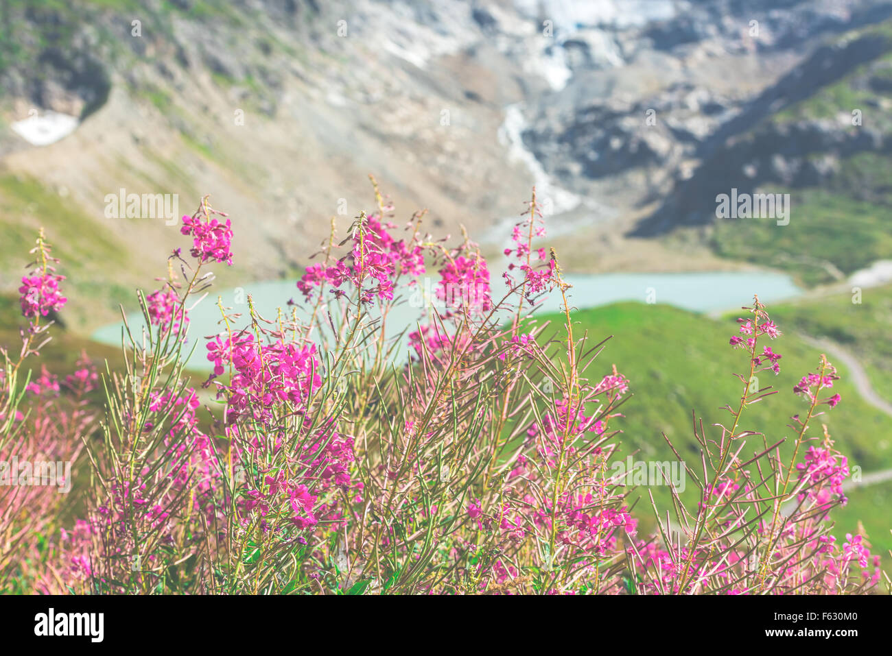 Swiss Alps mountains in summer with wild pink flowers on the foreground ...