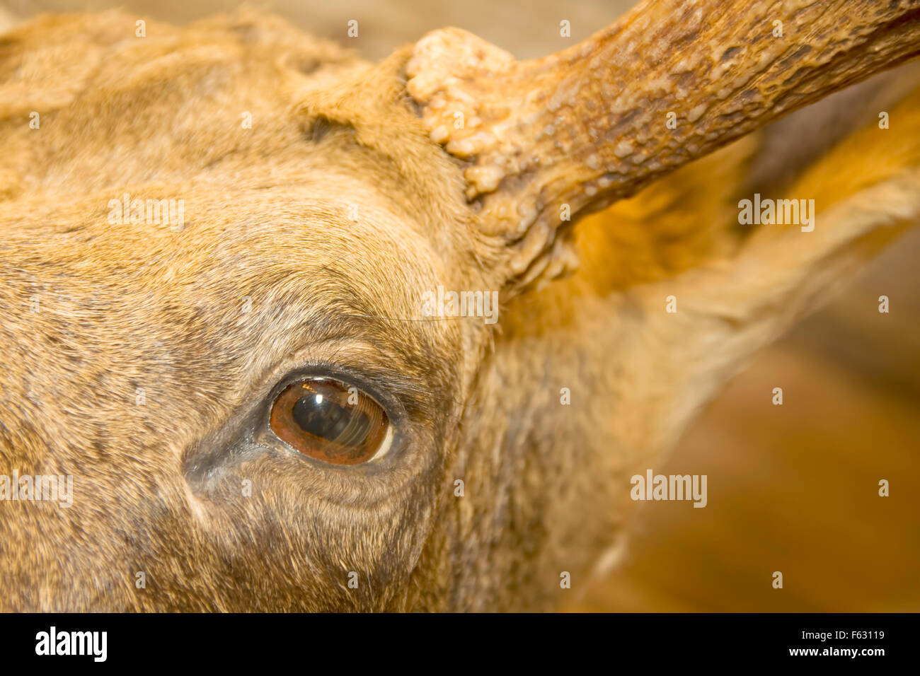 Eye of the elk. Stuffed animal Stock Photo - Alamy
