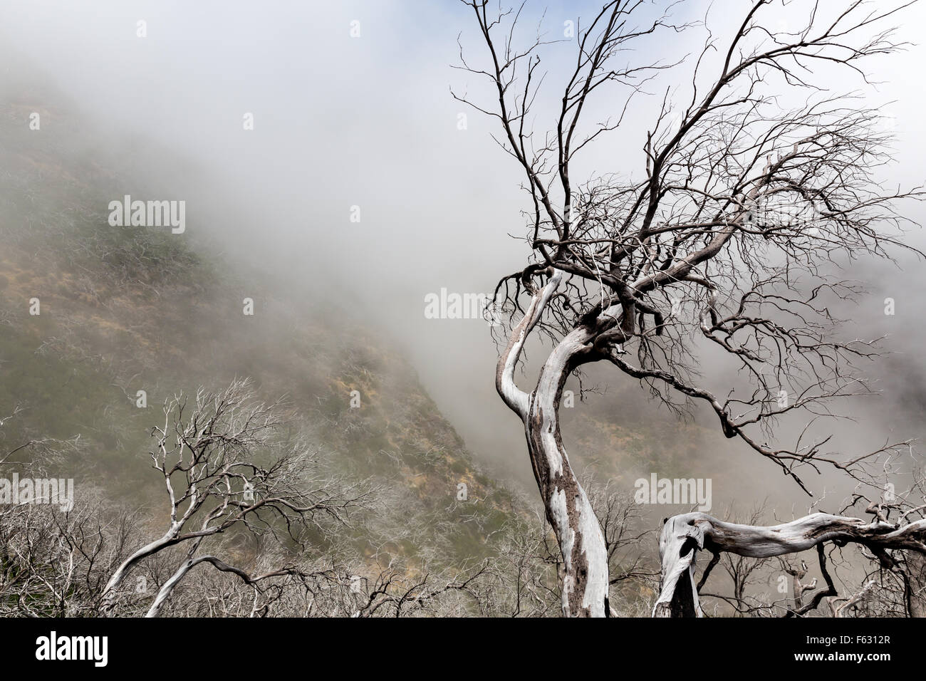 Dry dead trees in foggy mountains Stock Photo - Alamy