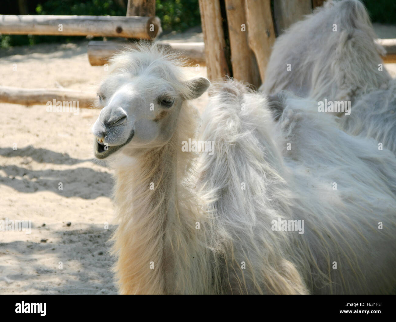 White camel hi-res stock photography and images - Alamy