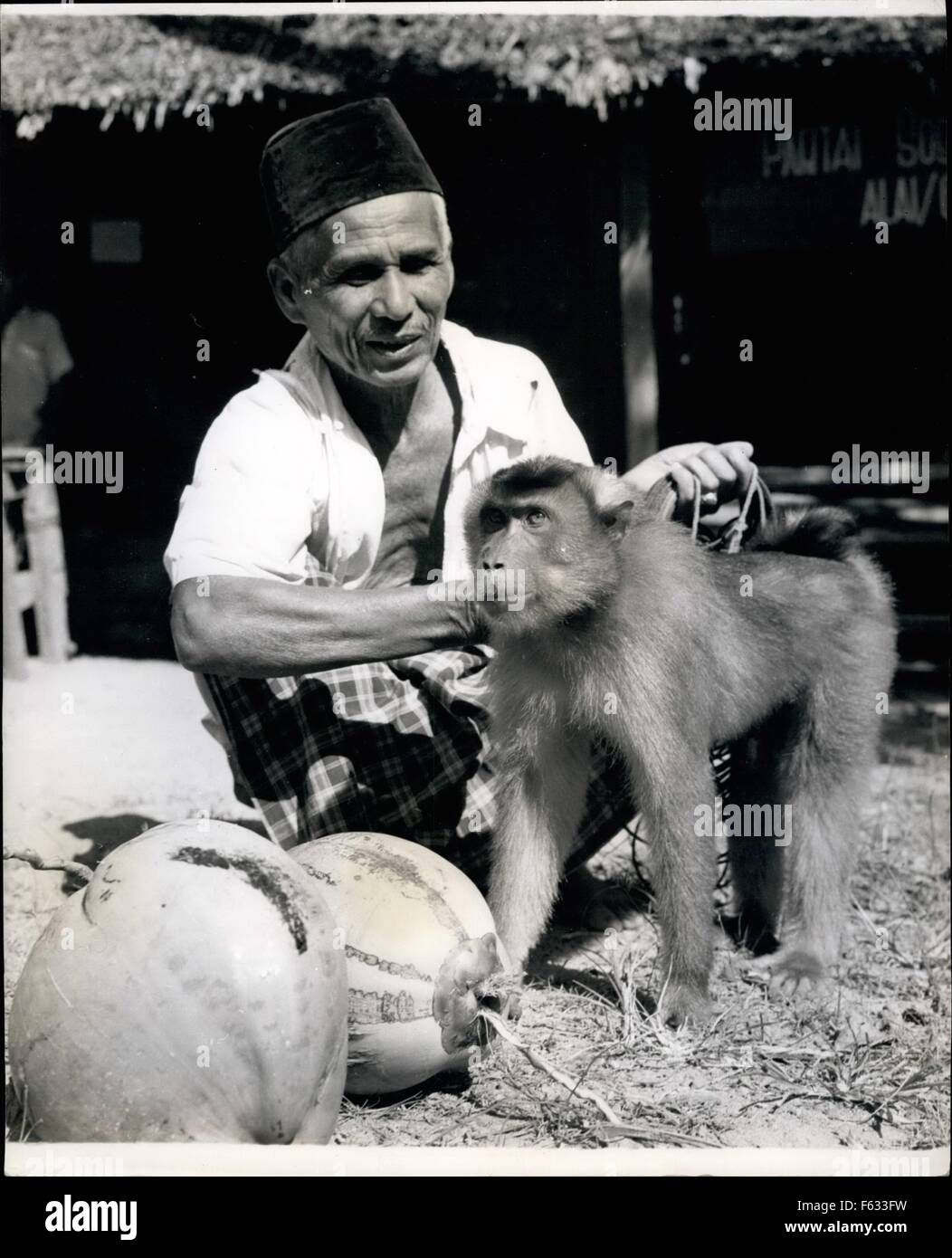 1968 - A rewarding pat for the monkey from her m, aster after a morning ...