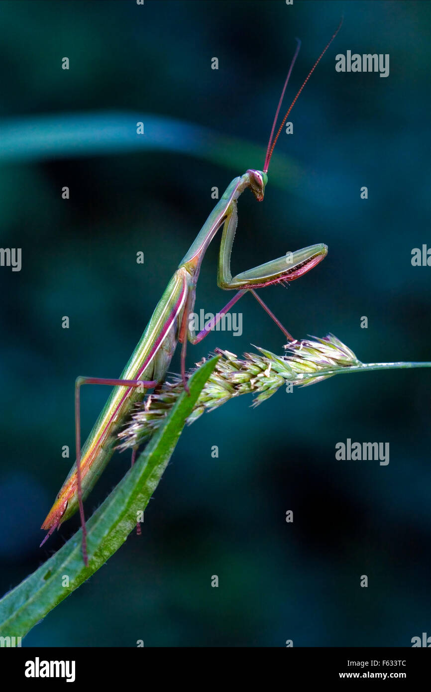 Blue spot mantis hi-res stock photography and images - Alamy