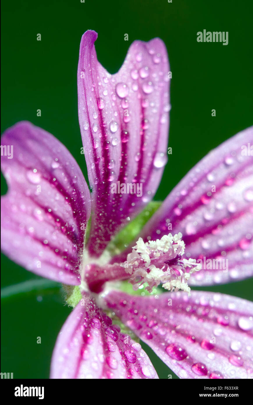 violet flower malva alcea moschata sylvestris lavatea arborea punctata ...