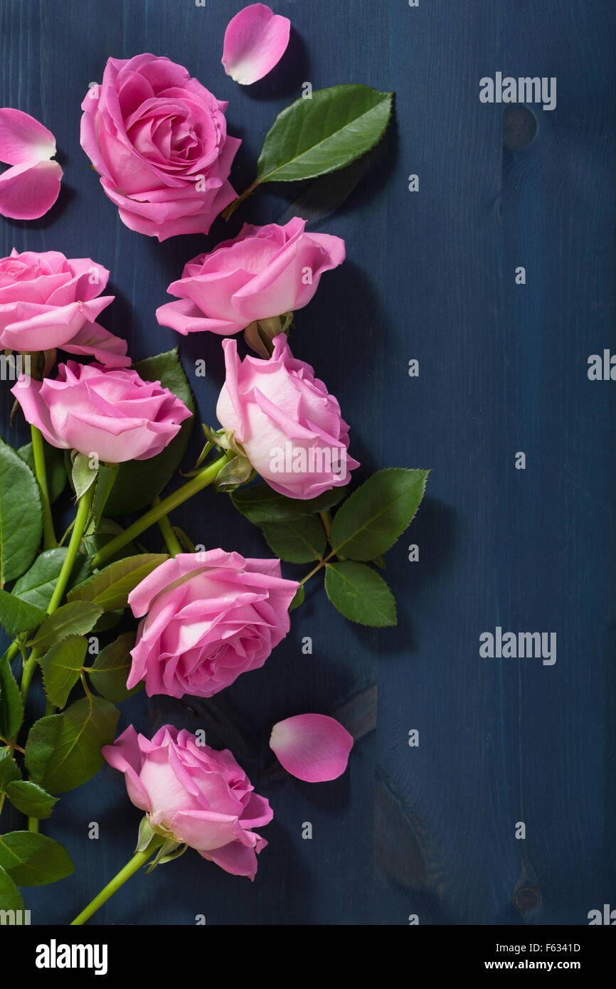 pink rose flowers over dark blue background Stock Photo - Alamy