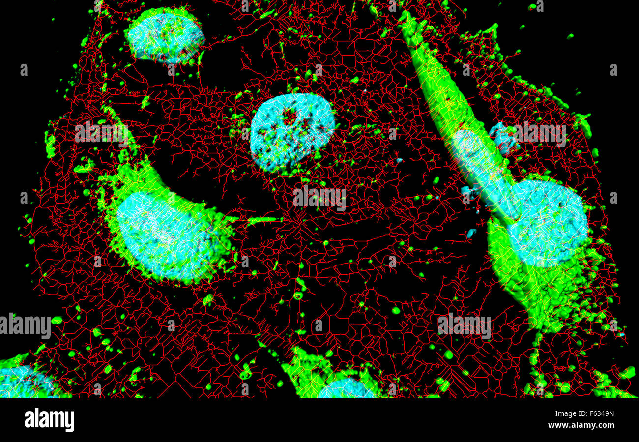 Nuclei, microfilaments and membrane particles in HeLa cells Stock Photo ...