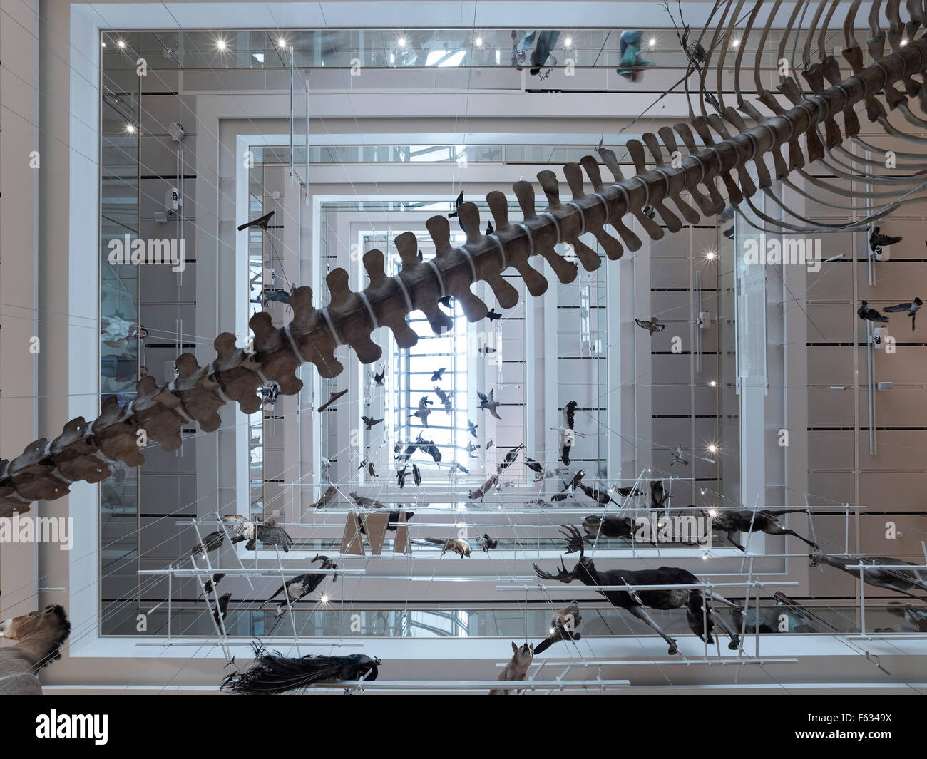 Full-height atrium viewed from below. MUSE Science Museum, Trentino ...
