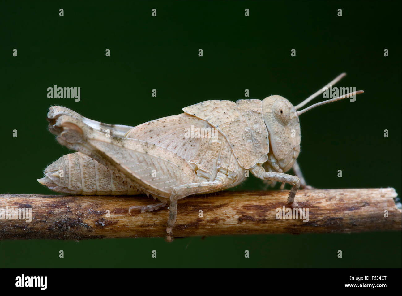Orthopterous hi-res stock photography and images - Alamy