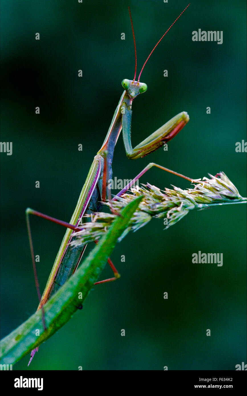 mantodea close up of wild side of praying mantis on a green brown ...