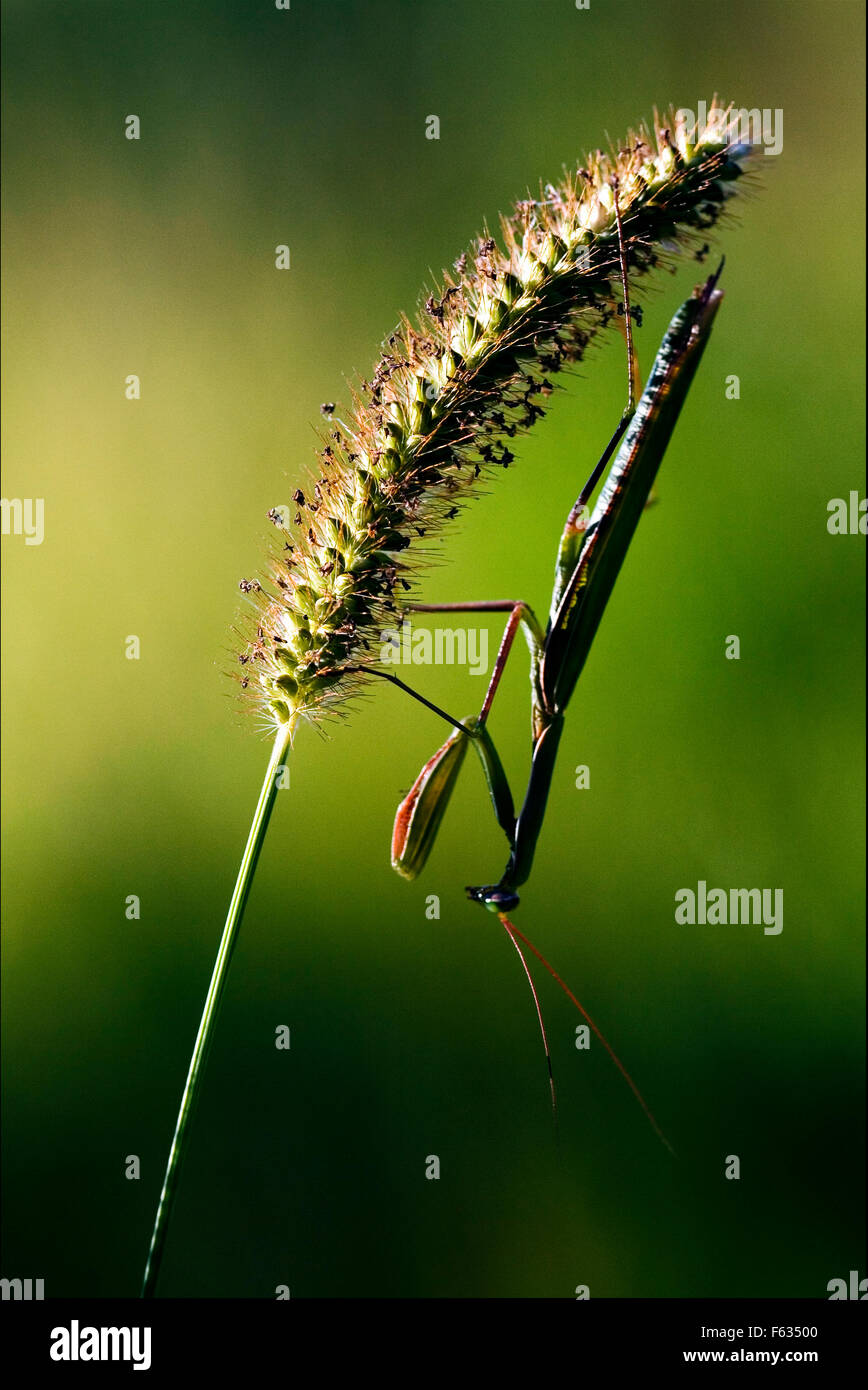 shadow mantodea close up of wild side of praying mantis on a green ...
