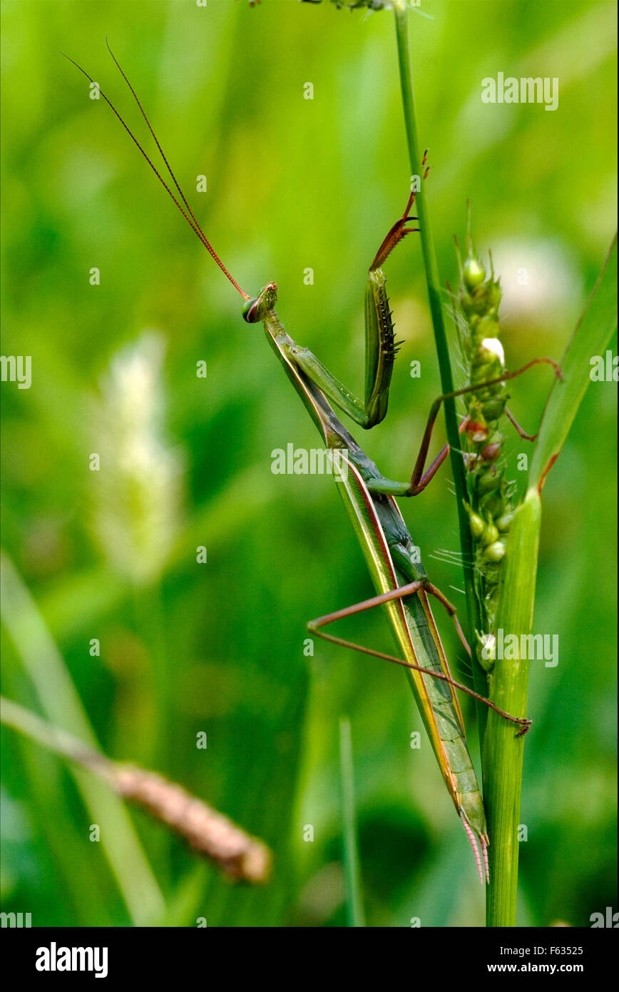 shadow mantodea close up of wild side of praying mantis on a green ...