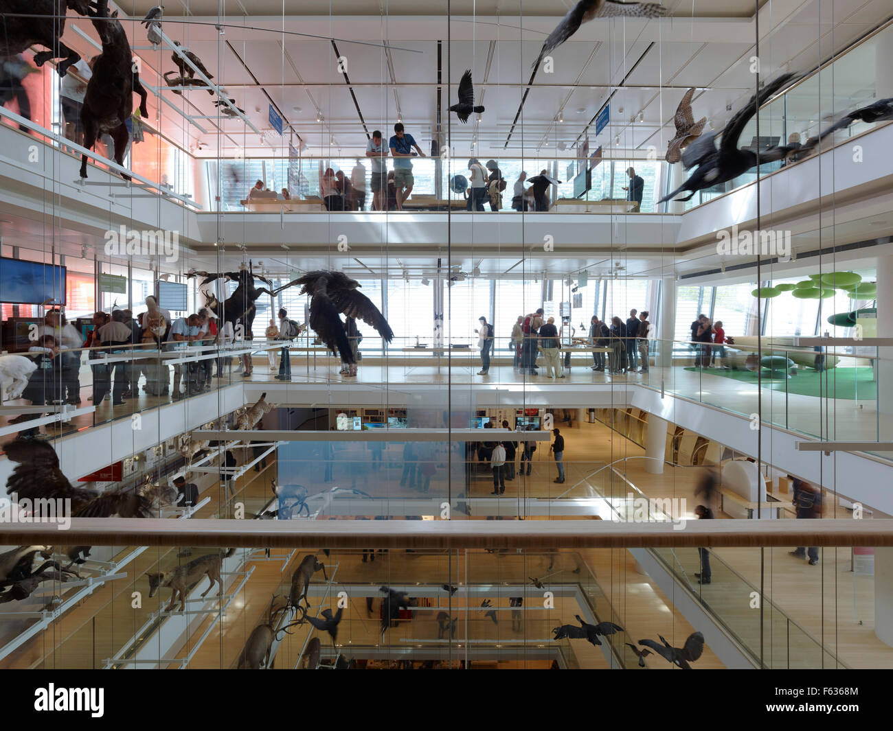 Full-height atrium galleries with taxidermied animals and visitors ...