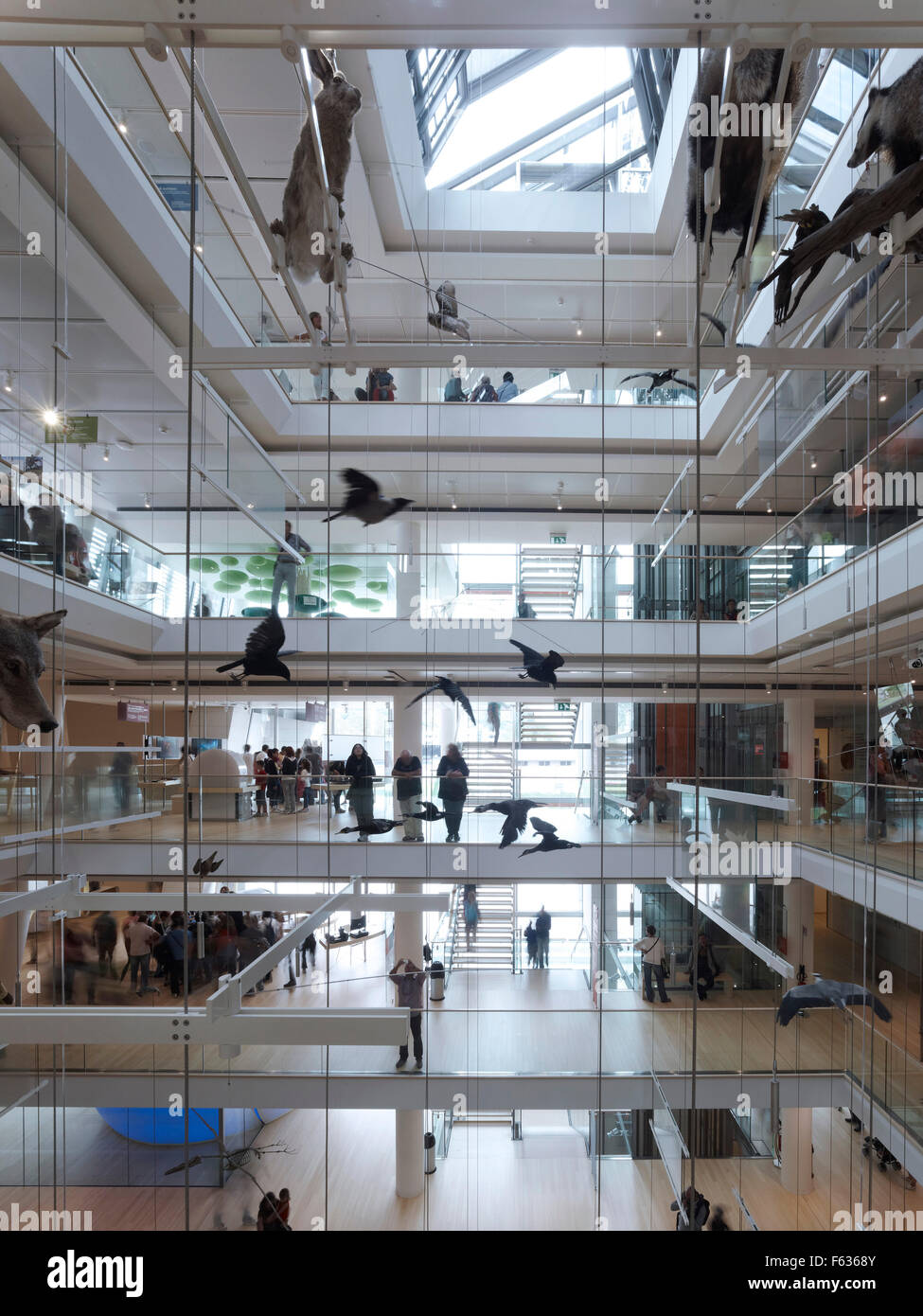 Full-height atrium galleries with taxidermied animals and visitors ...