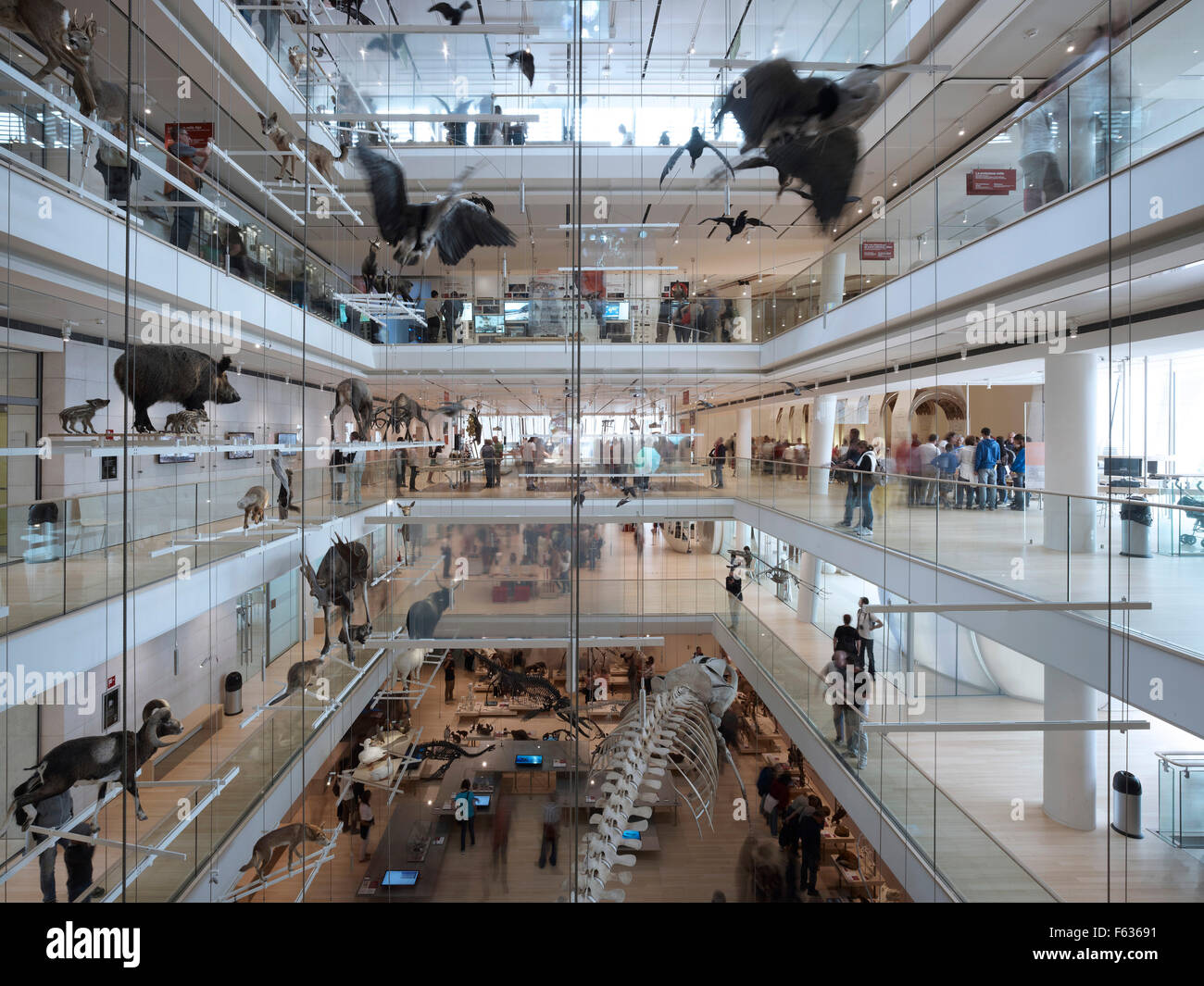 Full-height atrium galleries with taxidermied animals and visitors ...