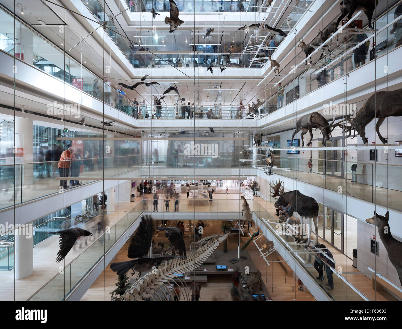 Full-height atrium galleries with taxidermied animals and visitors ...