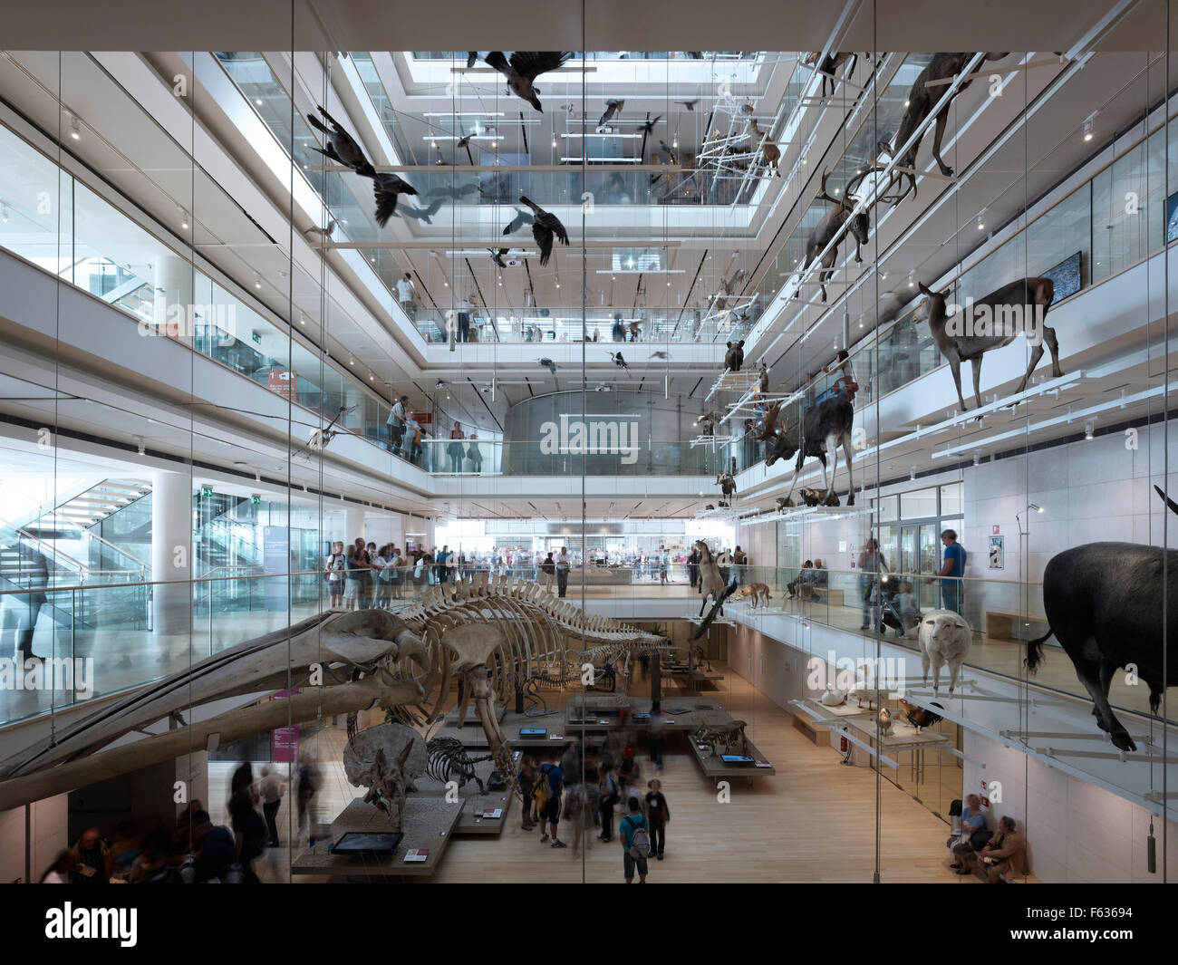 Full-height atrium galleries with taxidermied animals and visitors ...