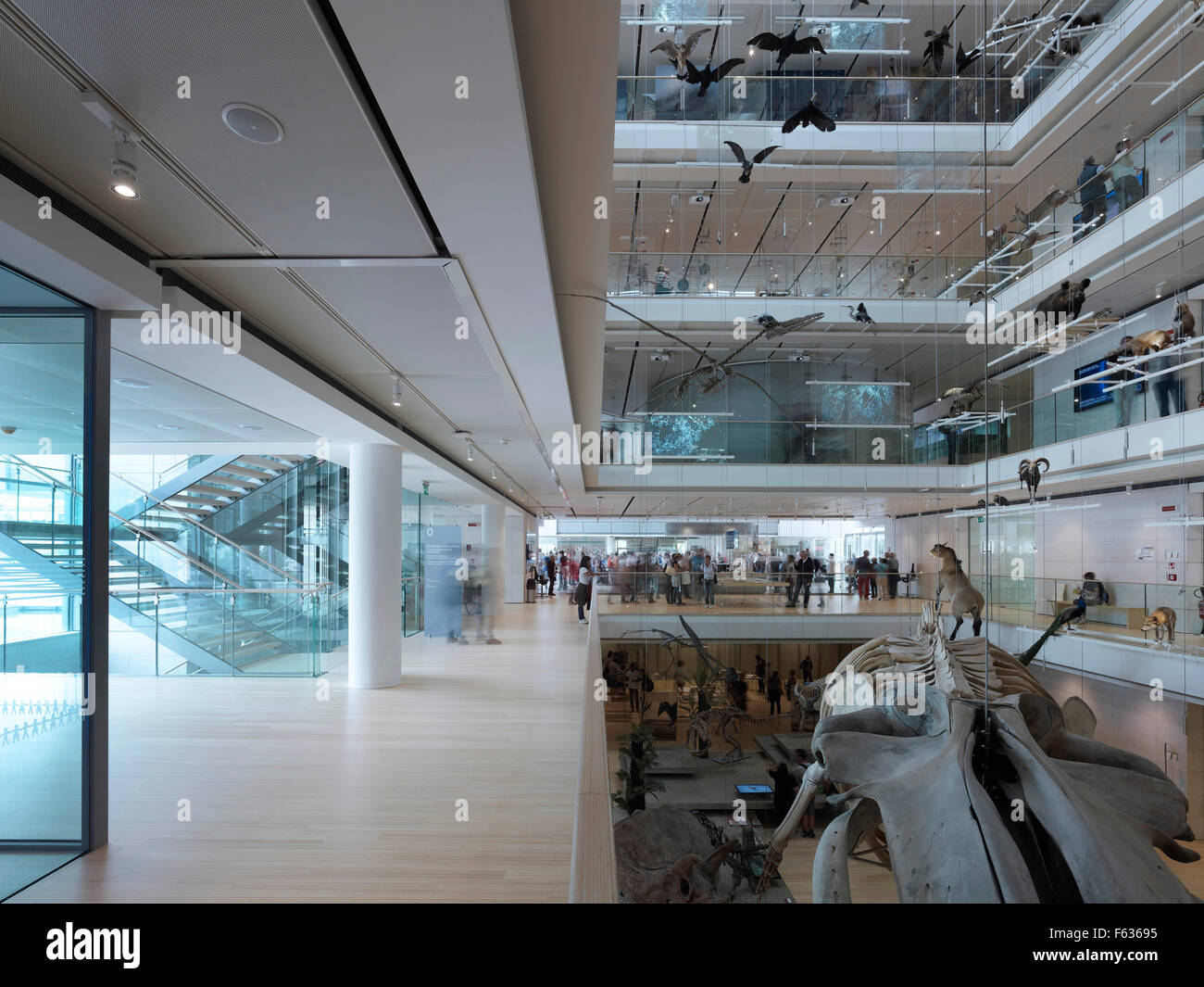 Ground floor level with full-height atrium and suspended skeleton. MUSE ...