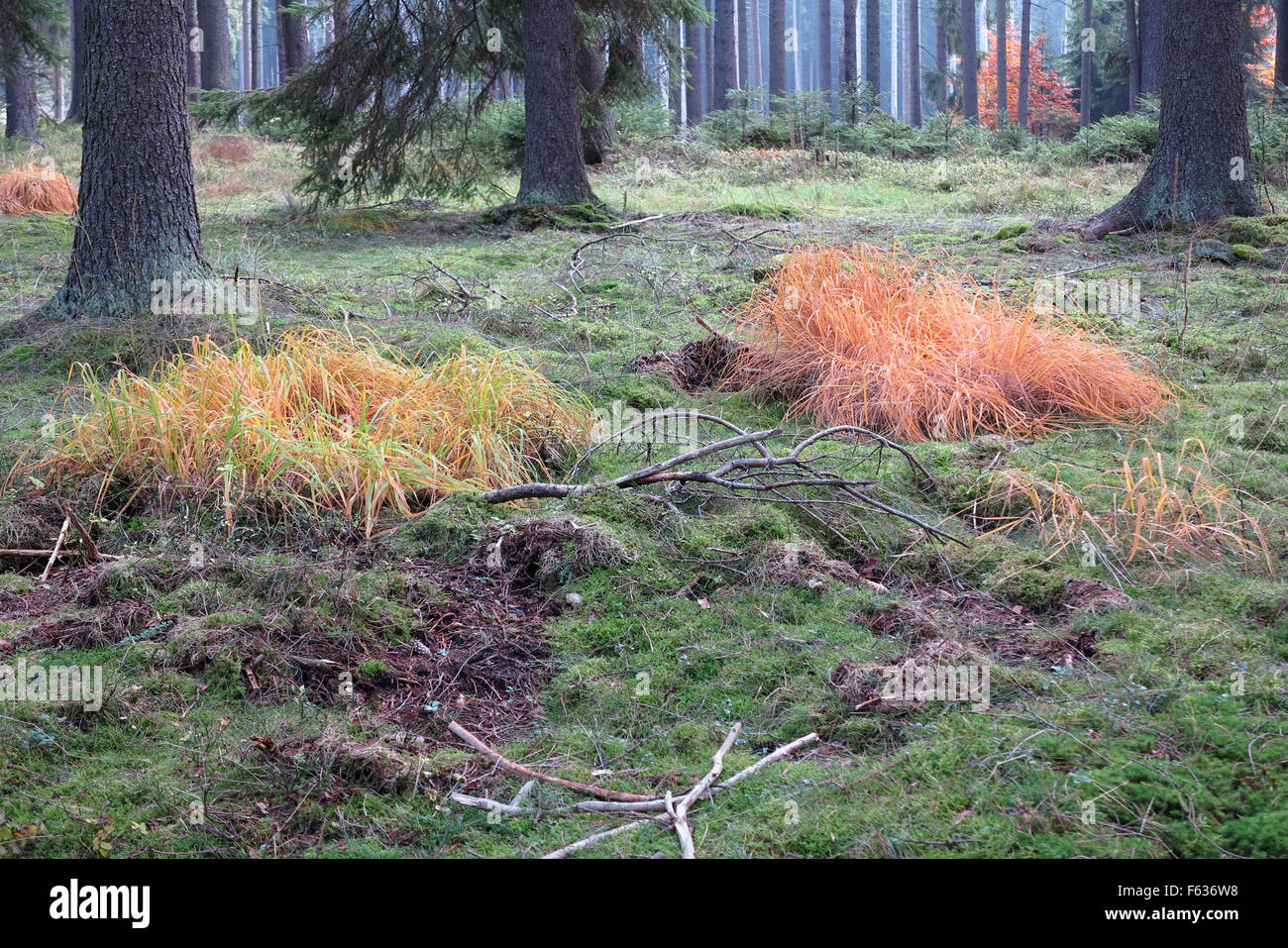 Colored grass in the autumn coniferous forest Stock Photo - Alamy