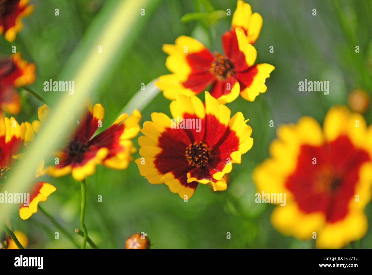 Beautiful yellow-red flower Stock Photo - Alamy