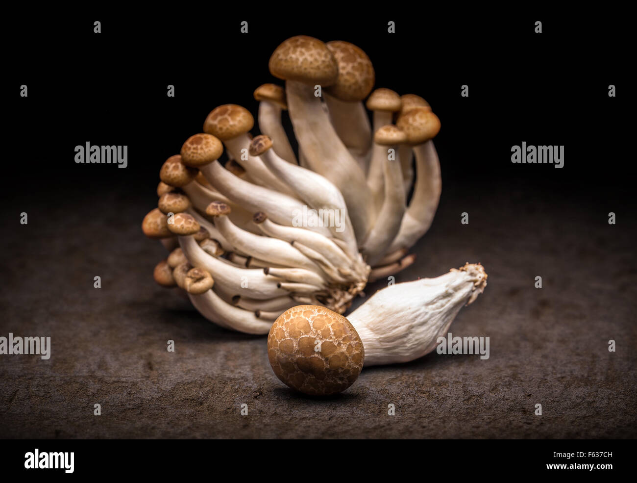 Fresh shimeji mushrooms on dark background Stock Photo - Alamy