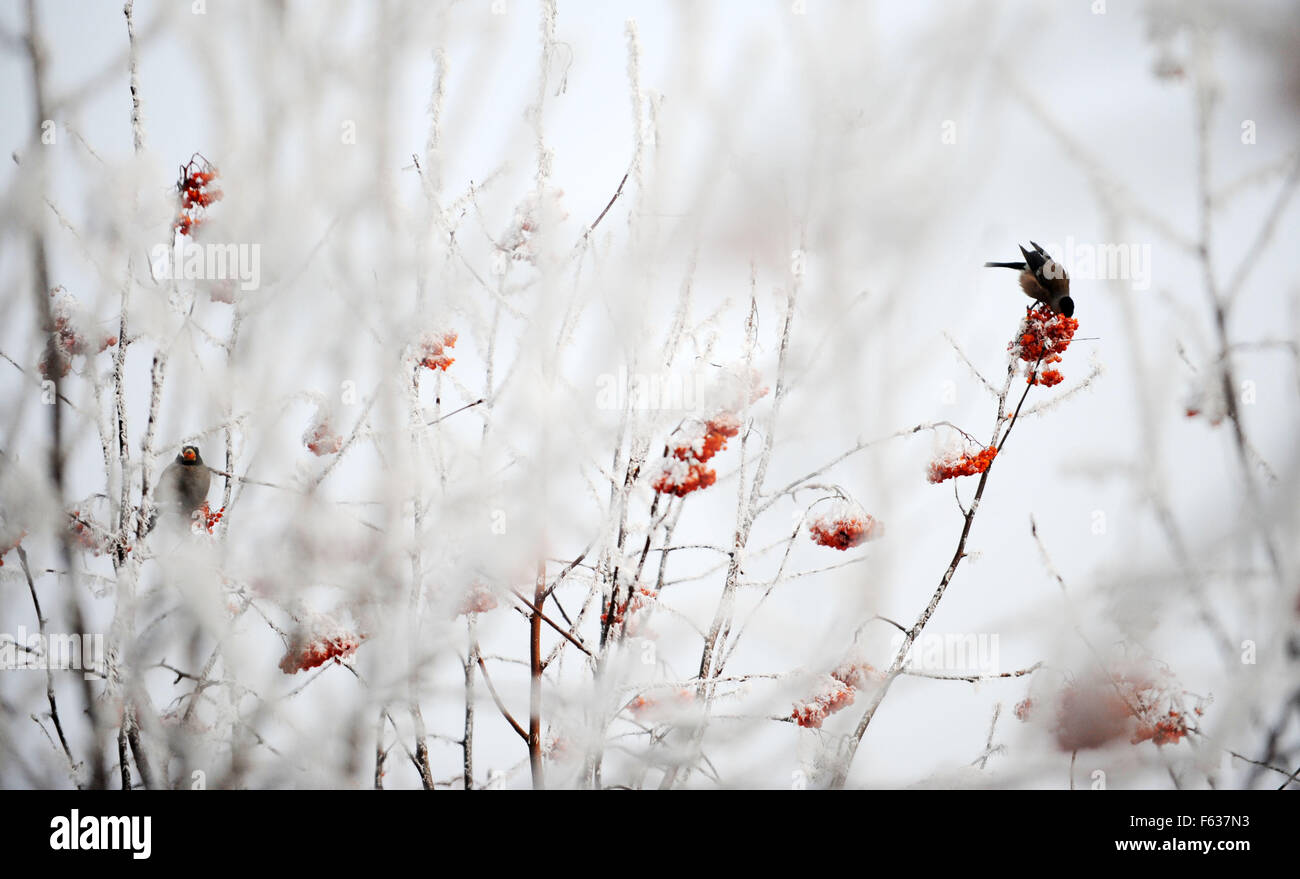 Harbin. 11th Nov, 2015. Photo taken on Nov. 11, 2015 shows a bird ...