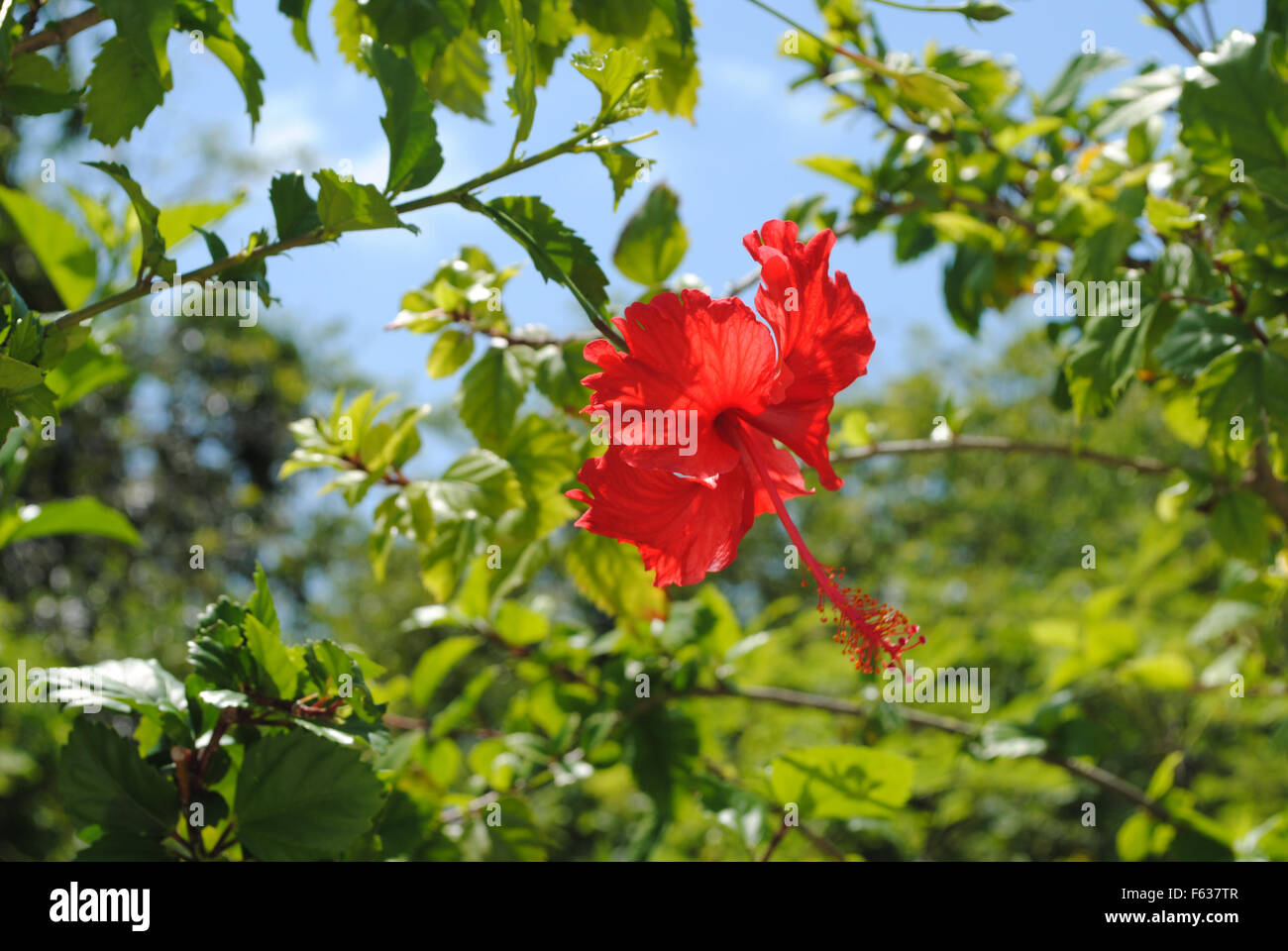 Mexico red flower hi-res stock photography and images - Alamy