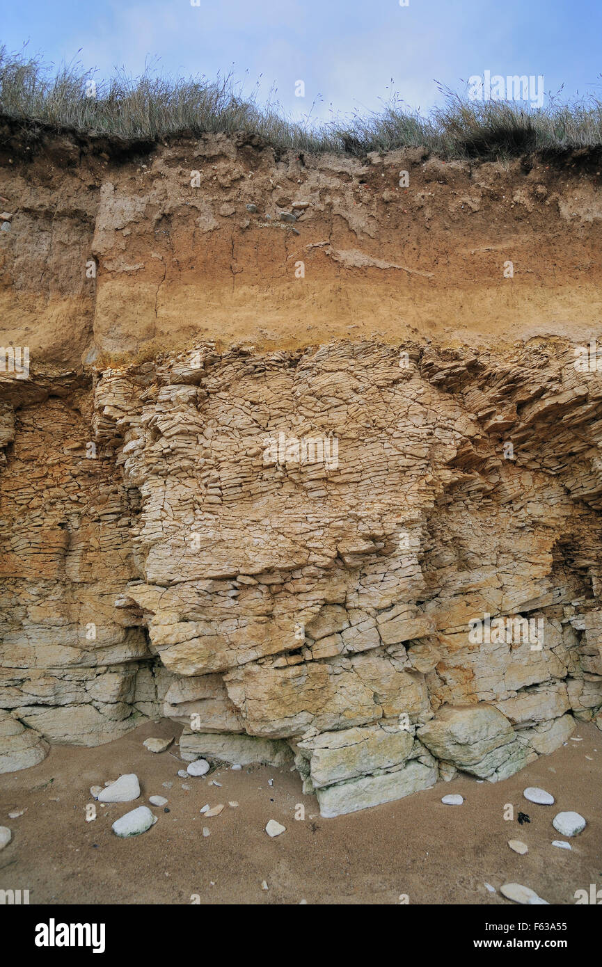 Sponge fossil rock hi-res stock photography and images - Alamy