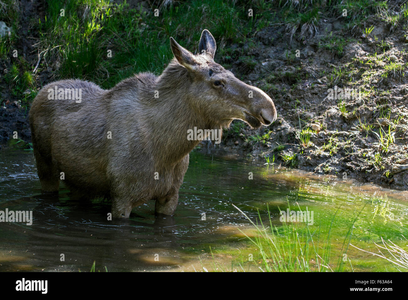 Cool As A Moose High Resolution Stock Photography and Images - Alamy