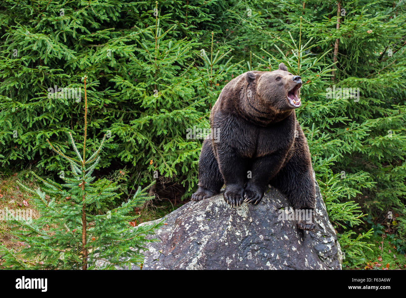 Brown Bear Sitting On Rock High Resolution Stock Photography and Images ...