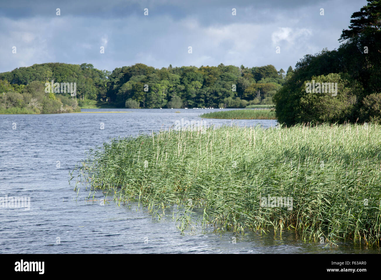 Lough Leane Lake, Killarney National Park, County Kerry; Ireland Stock ...