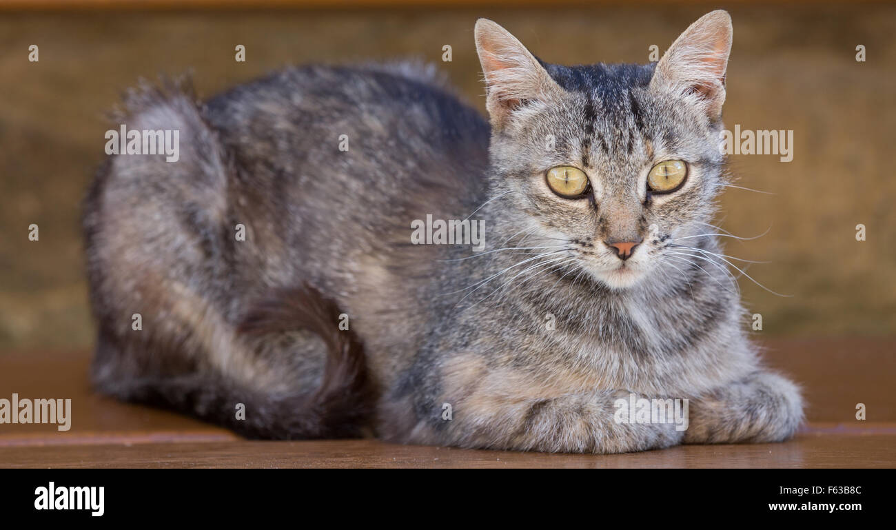 Tabby Cat standing over wooden bench Stock Photo - Alamy