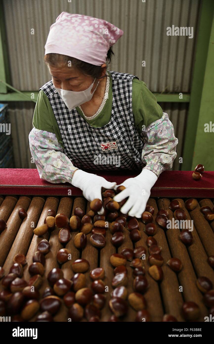 An elderly Japanese woman hand sorts freshly harvested chestnuts a ...