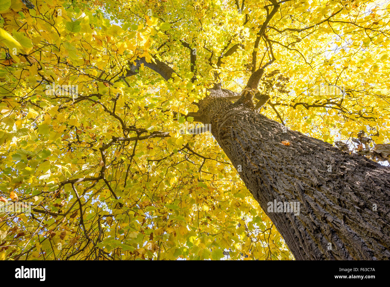 Old tulip tree yellow fall canopy and trunk Liriodendron tulipifera ...