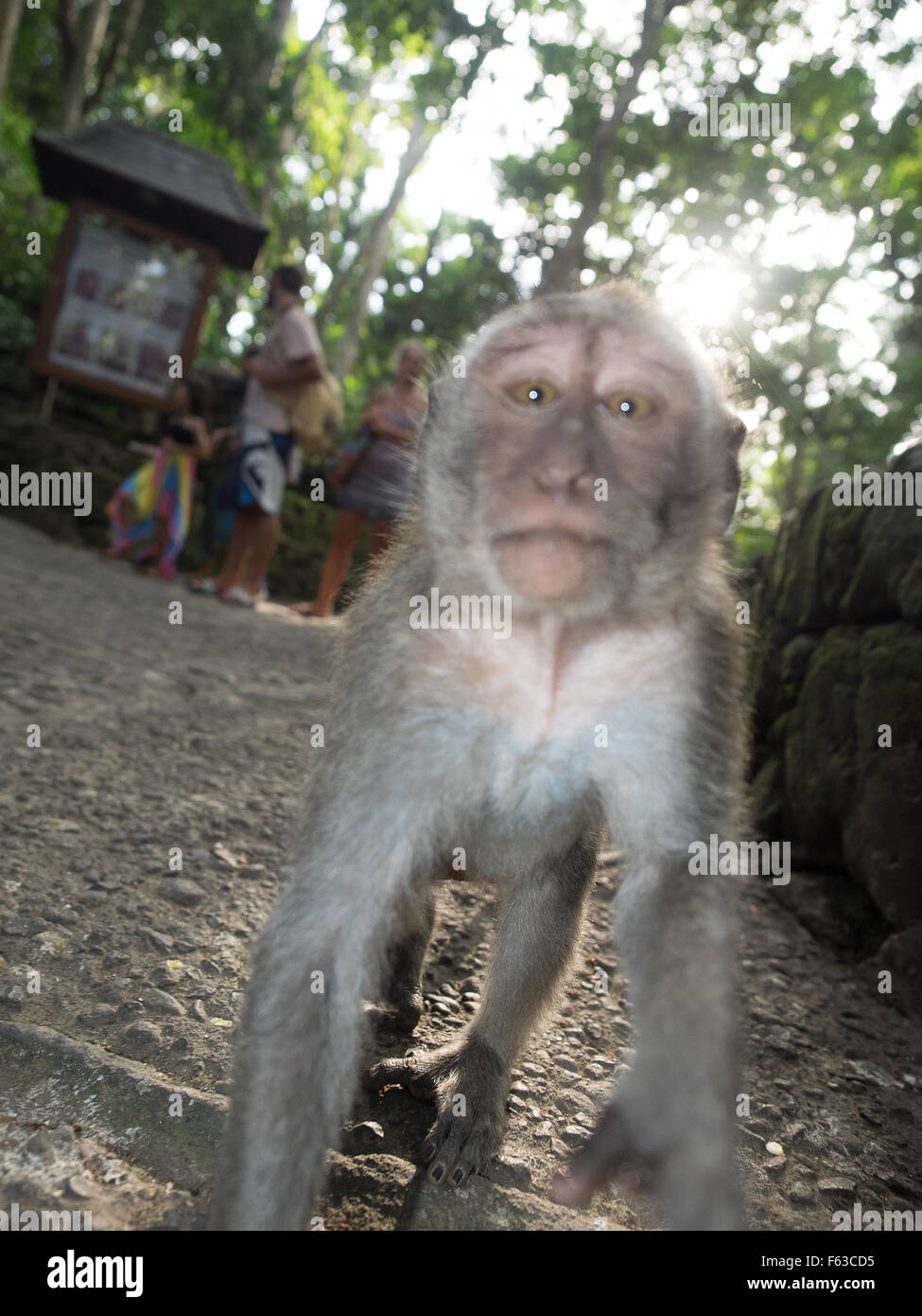 Macaque monkey in bali Stock Photo - Alamy