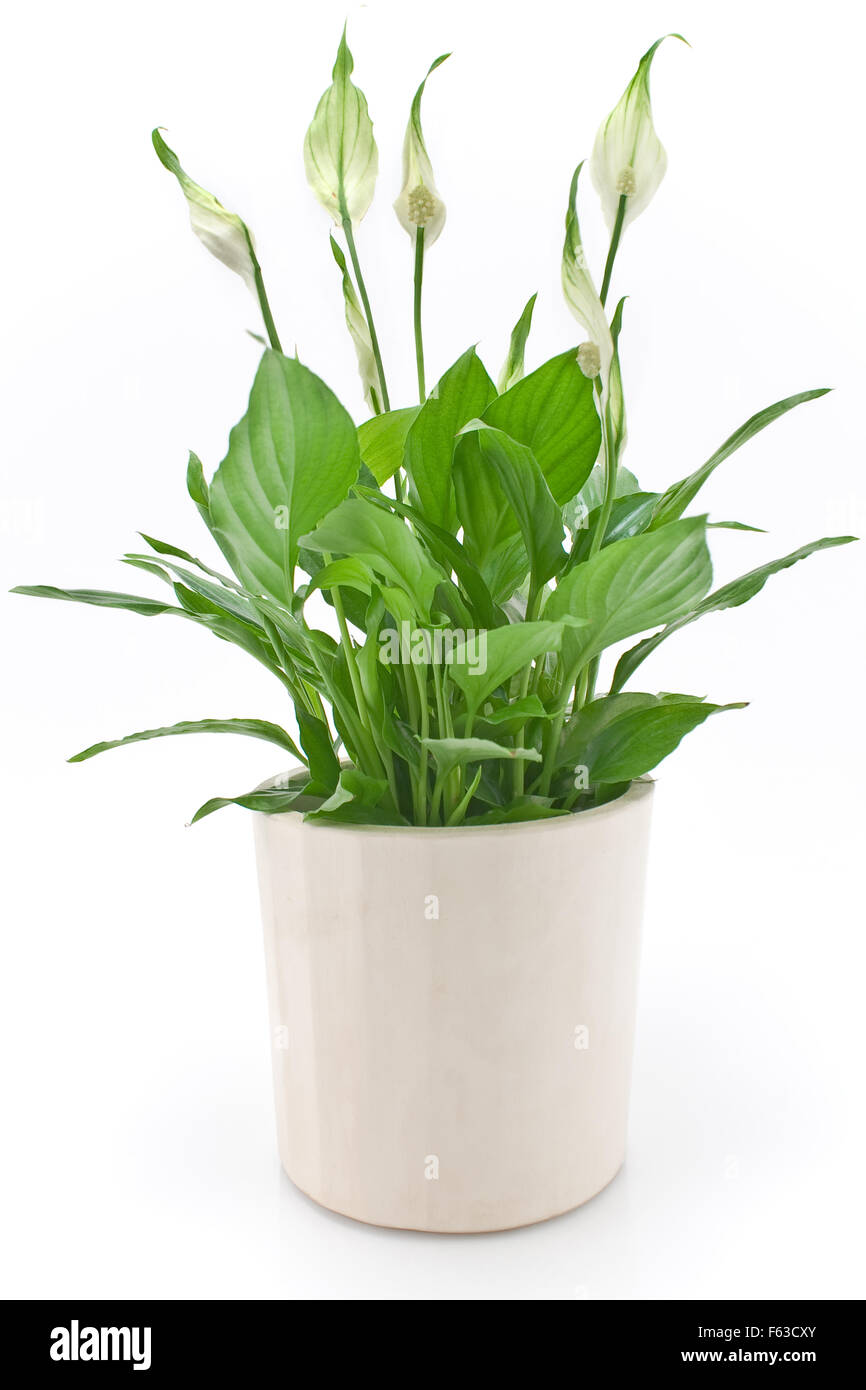 Spathiphyllum hi-res stock photography and images - Alamy