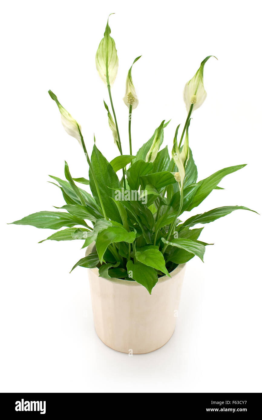 Spathiphyllum hi-res stock photography and images - Alamy