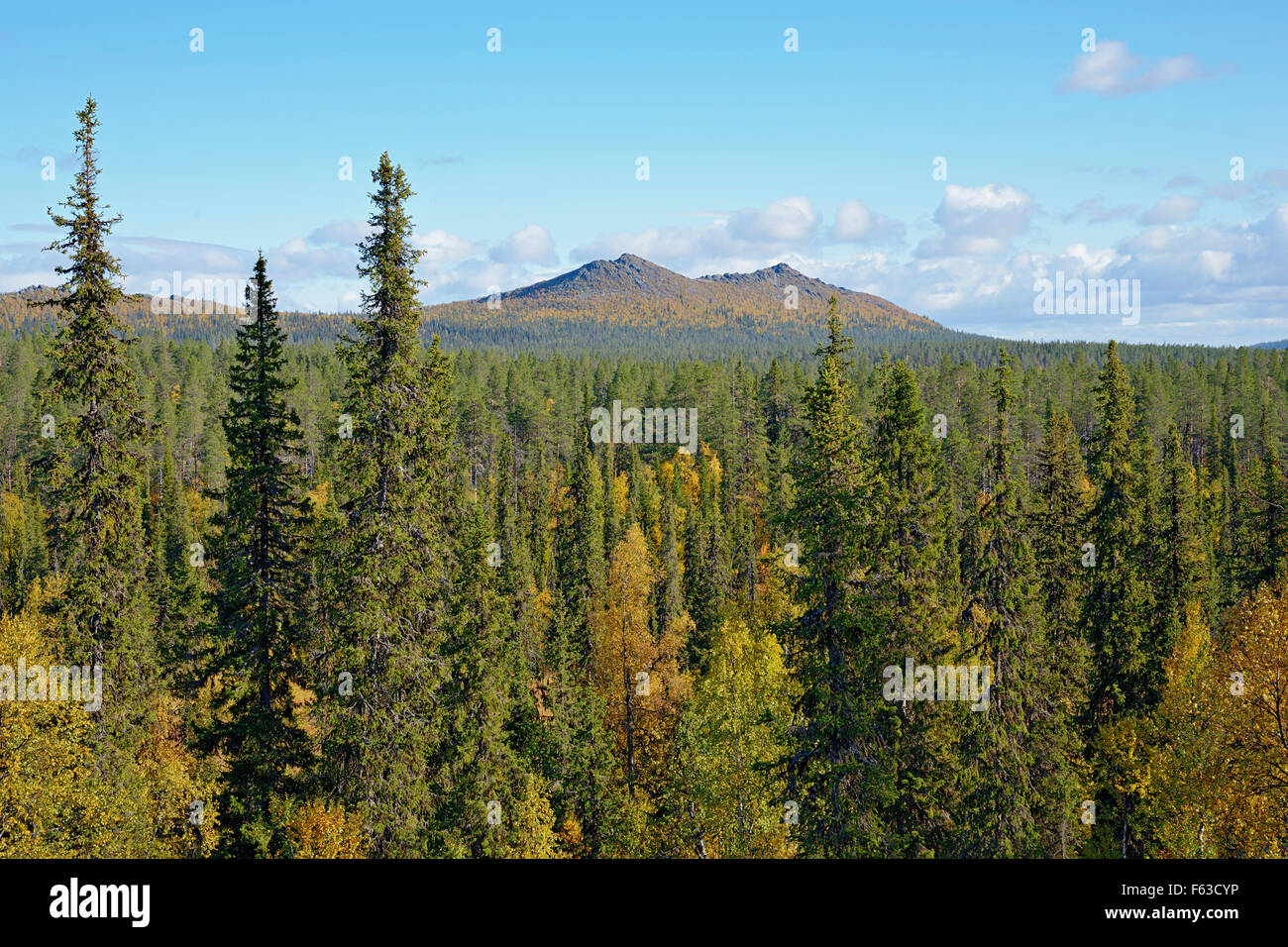 Autumn colors in early September. Korvatunturi fell on the border of ...