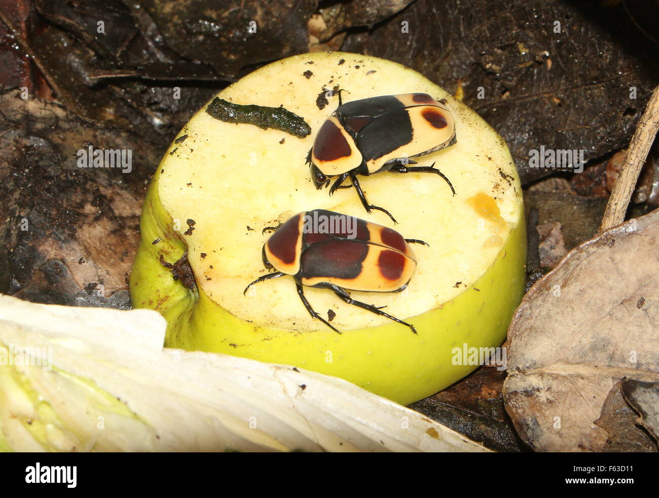 Pair of Central African Sun Beetles ( Pachnoda marginata) feeding on fruit Stock Photo - Alamy