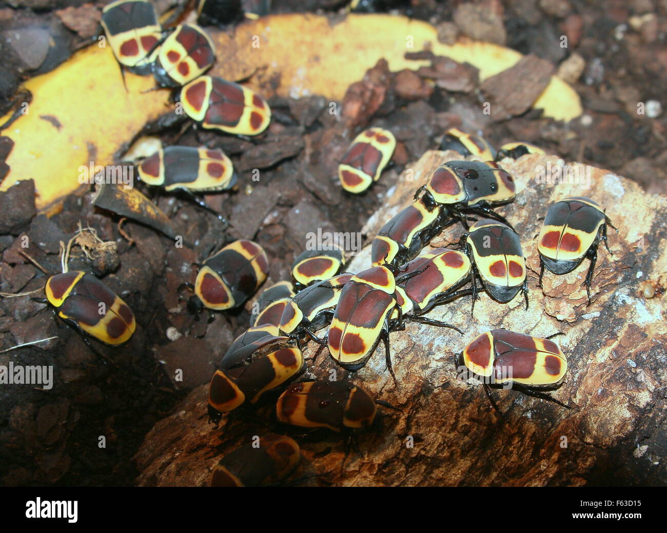 Dozens of Central African Sun Beetles ( Pachnoda marginata) feeding on ...