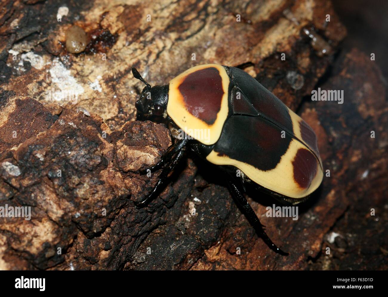 African flower beetle hi-res stock photography and images - Alamy